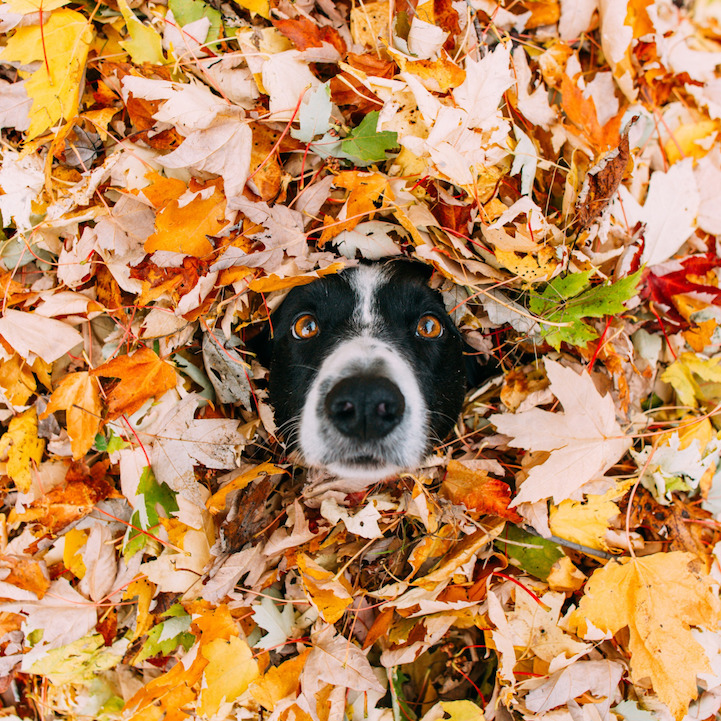 Find Momo – Uklitag